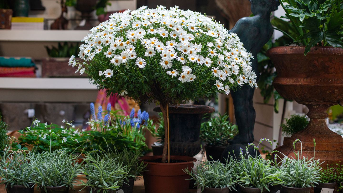 Daisy tree trend - everything you need to know | GardeningEtc