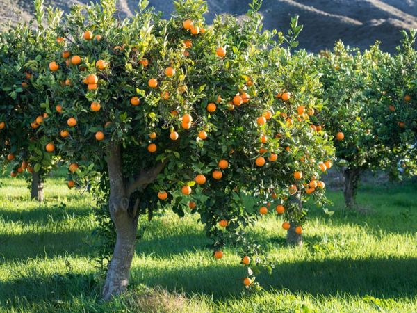 Tips & Information about Citrus Trees | Gardening Know How