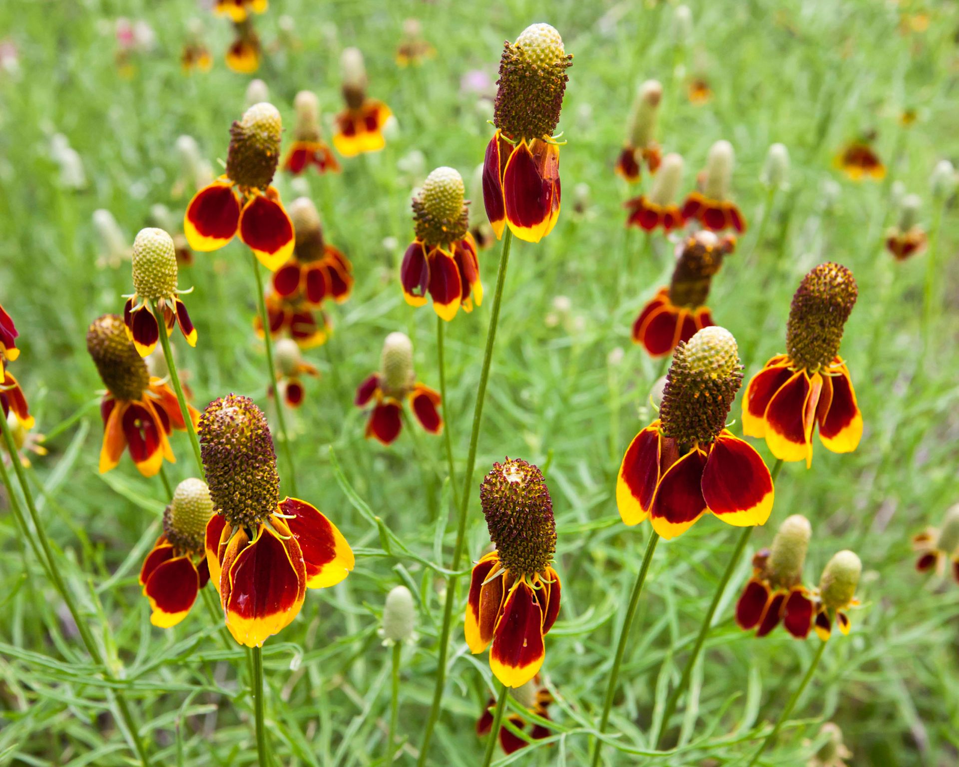 8 Unusual Flowers To Grow In Your Cutting Garden | Gardening Know How