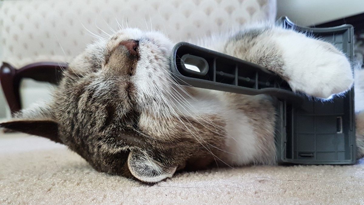 Signs of a happy cat: How to know if your kitty is content | PetsRadar