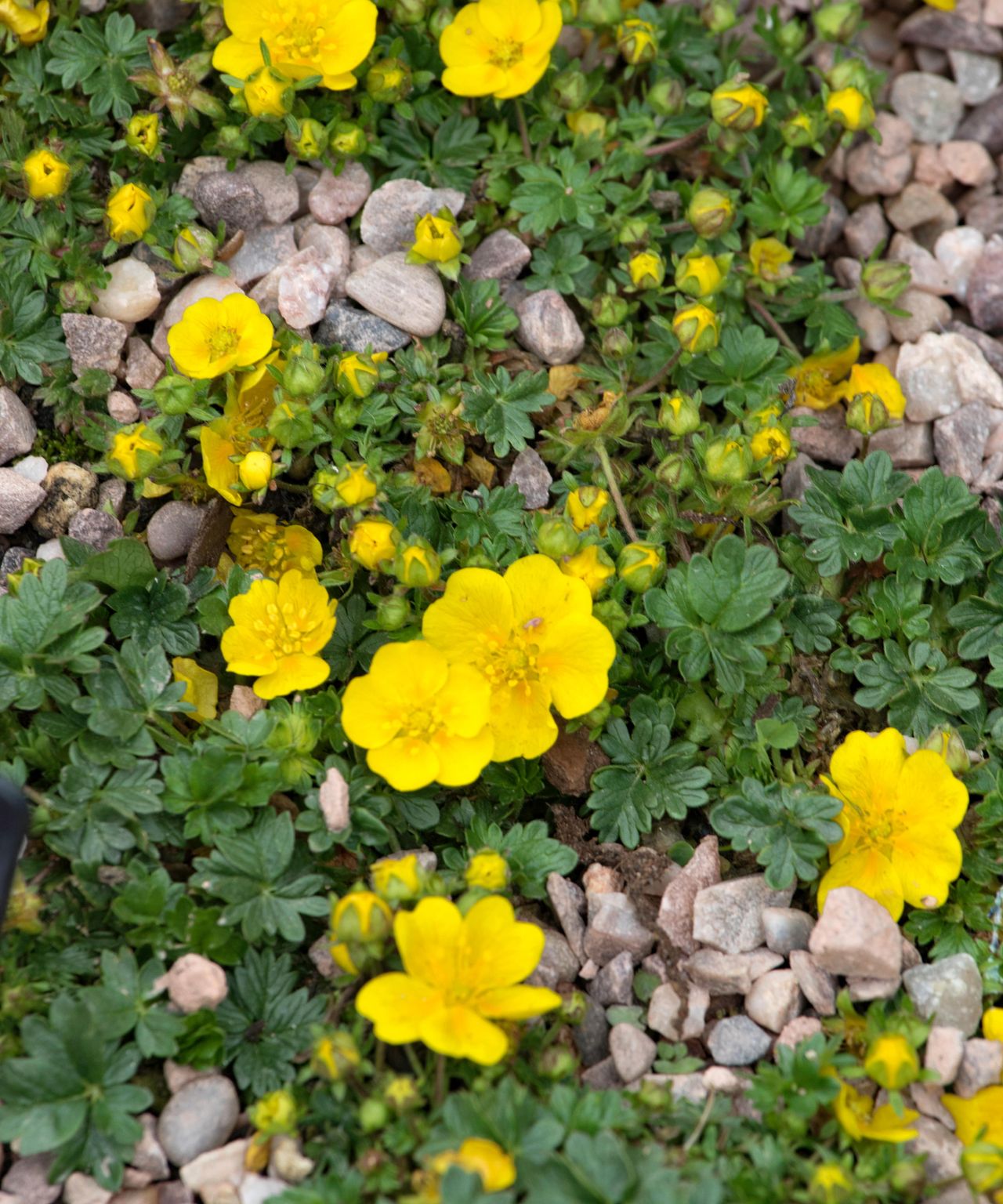 Potentilla varieties: 15 pretty types to take your pick from | Gardeningetc