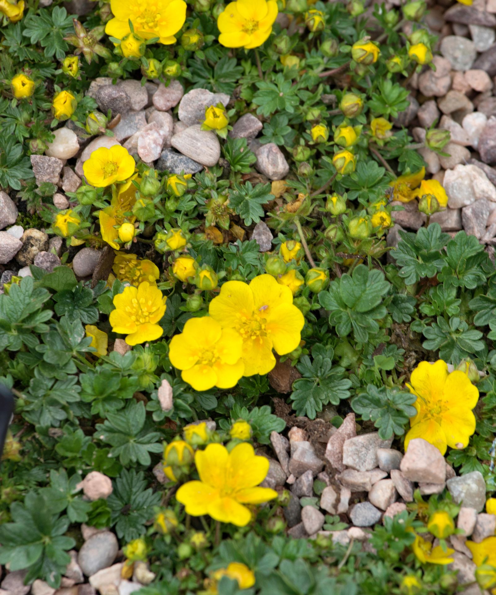 Potentilla varieties: 15 pretty types to take your pick from | Gardeningetc