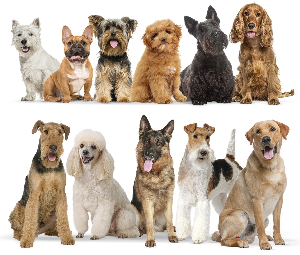 The Changing Face Of Britain s Favourite Dogs Decade By Decade The Changing Face Of Britain s Favourite Dogs Decade By Decade