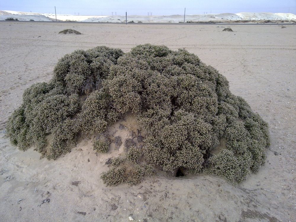 In Photos: Mima Mounds Around the World | Live Science