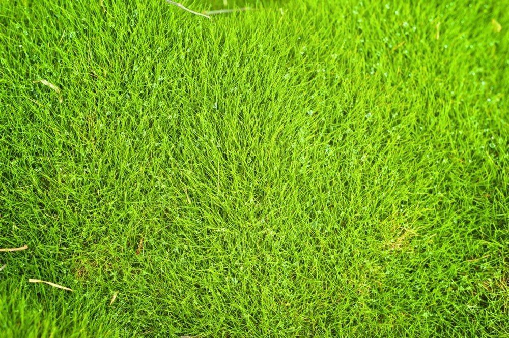 No Fuss Lawns With Zoysia Grass | Gardening Know How