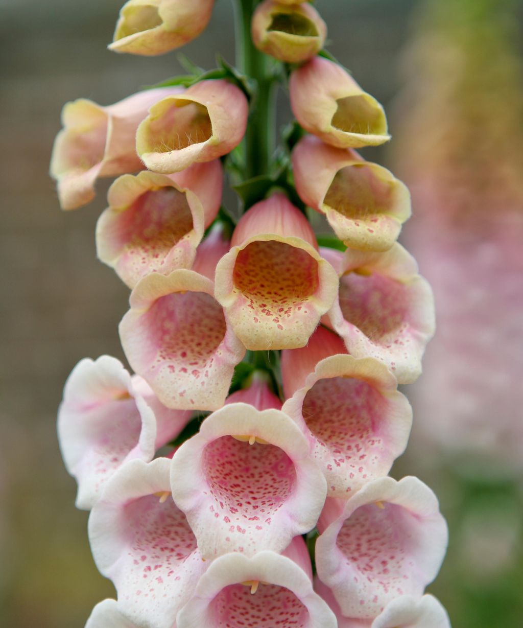 Foxglove varieties: 16 options for summer borders | Homes and Gardens