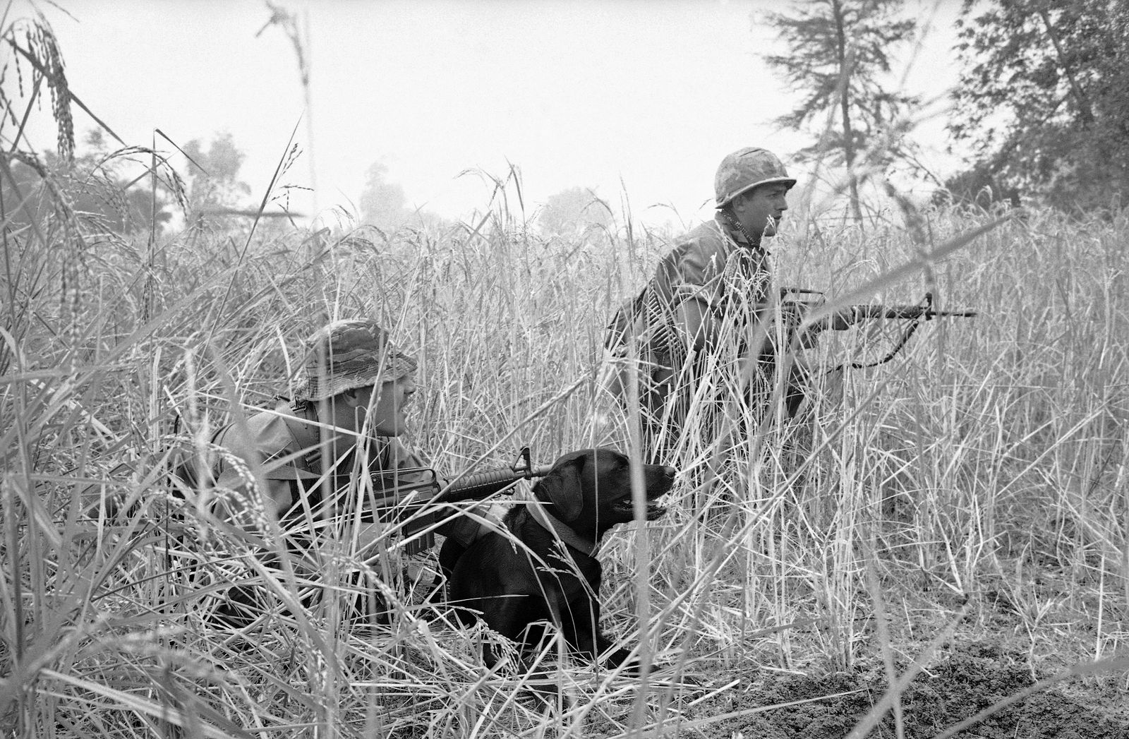 The dogs of war | The Week