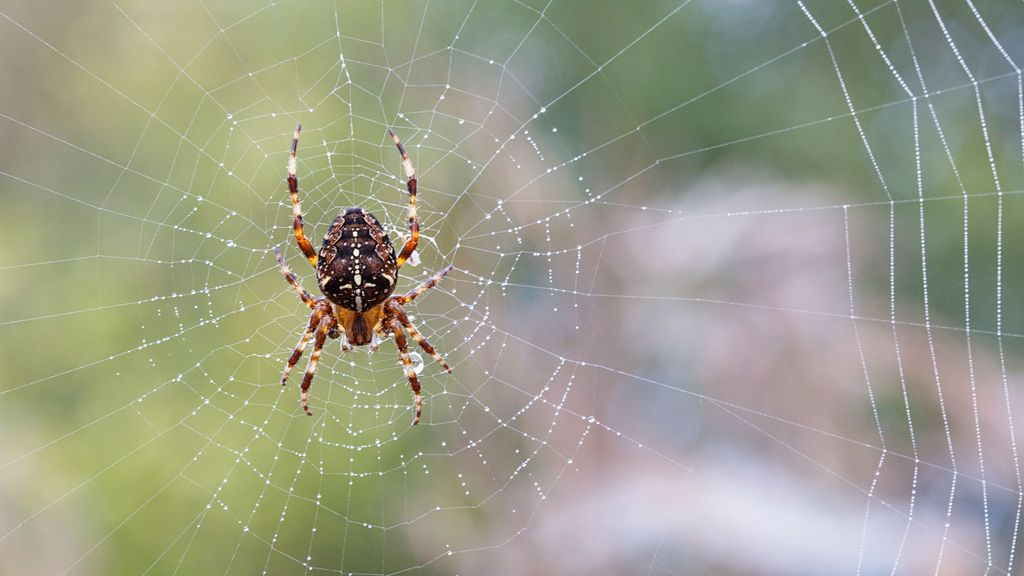 3 scents spiders hate to stop them from coming into your house | Ideal Home