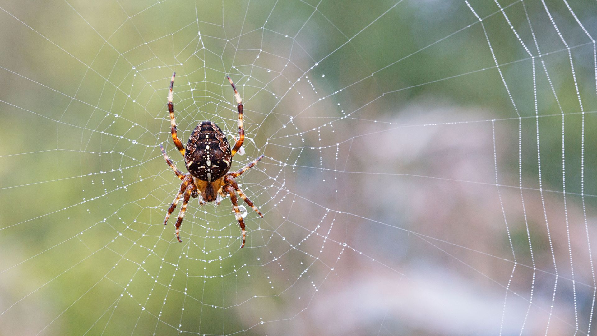 How to get rid of spiders in the house and stop them coming back ...