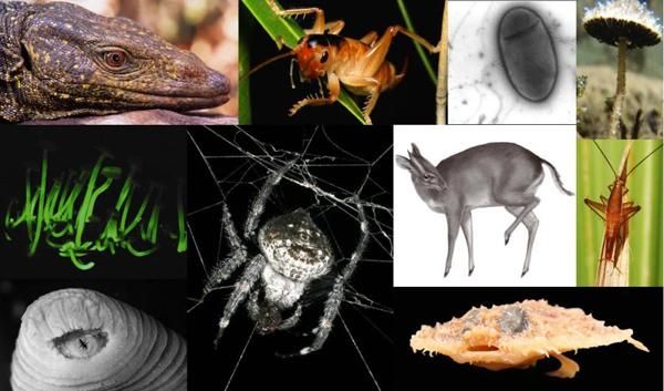 T. Rex Leech & Titanic Bacteria Make Top 10 New Species List | Live Science