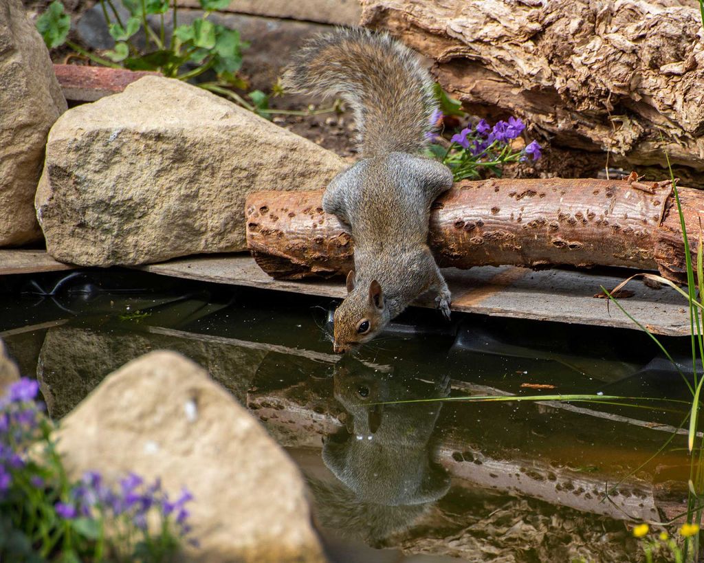 Wildlife ponds: a complete guide on how to build this nature-friendly ...