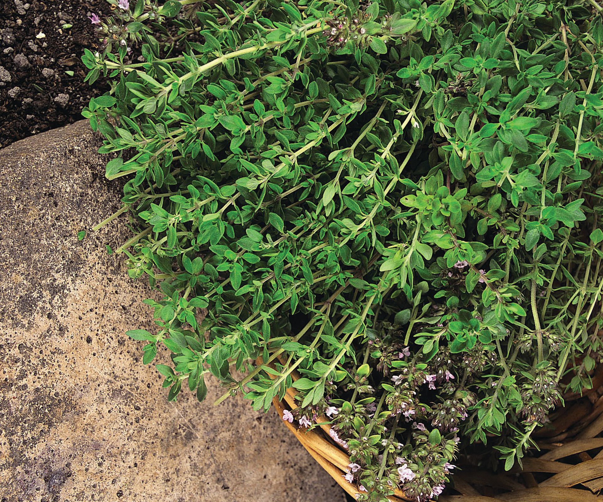How to grow thyme: this pretty herb adds fragrance and flowers to the garden | Gardeningetc