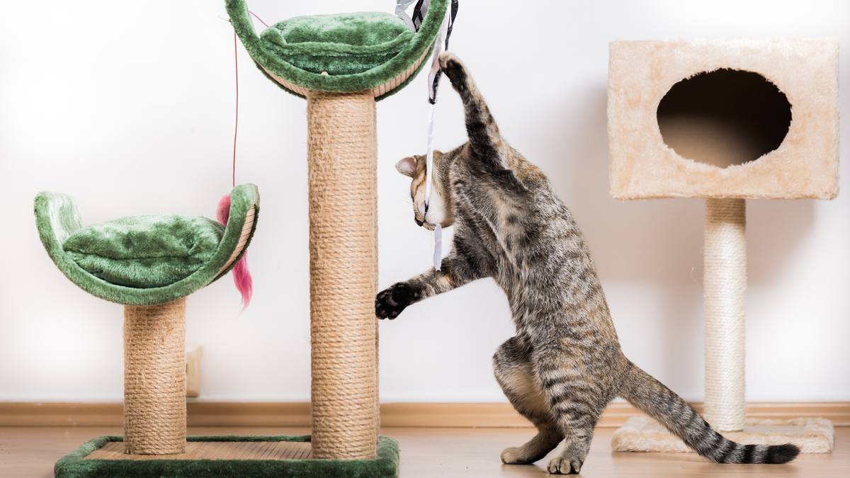 We found the 6 best cat trees for cats who love to climb | PetsRadar