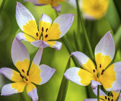 Best bulbs for naturalizing in a lawn: 11 easy to grow blooms for a ...