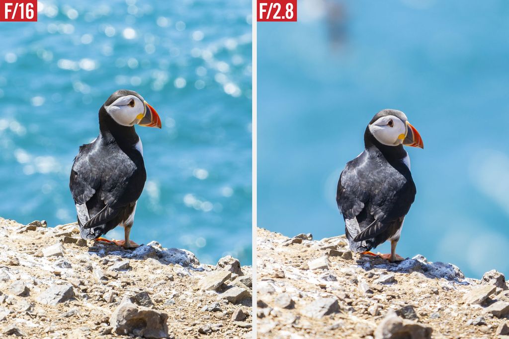 10 pro tips for puffin portraits: take amazing wildlife shots with your ...