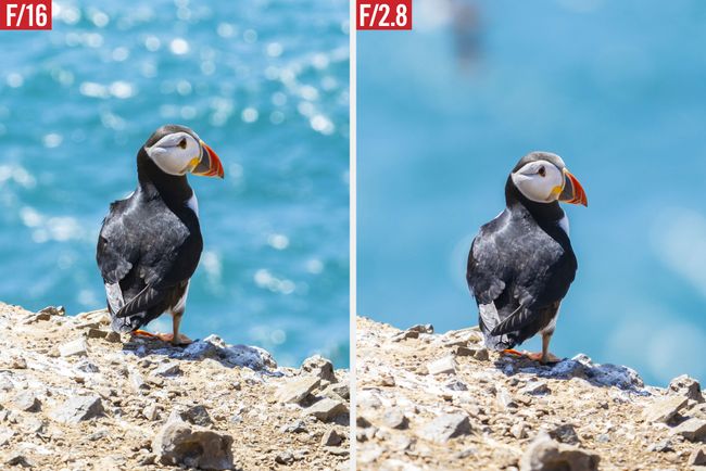 10 pro tips for puffin portraits: take amazing wildlife shots with your ...