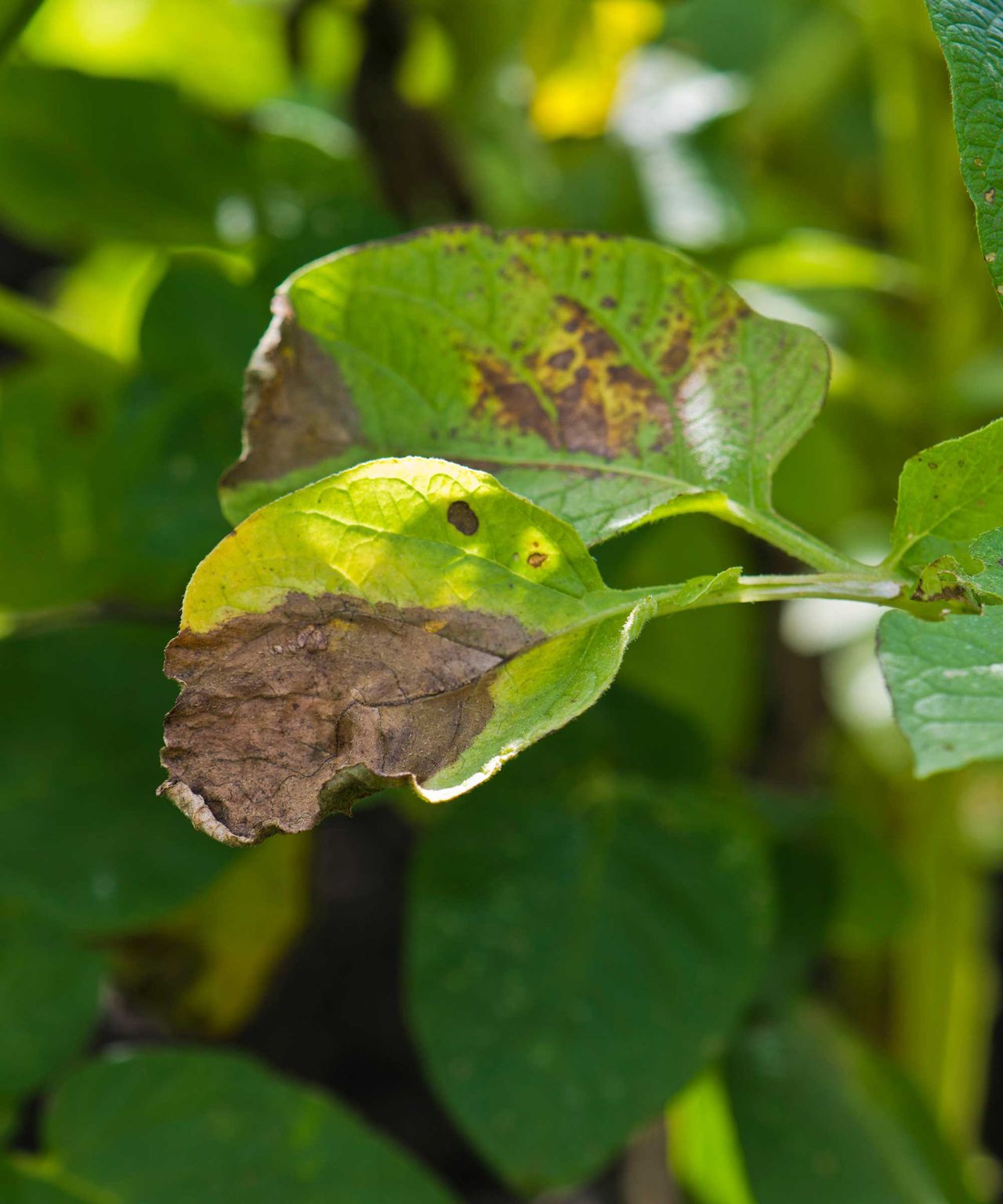 How to identify and treat potato blight: expert tips | Homes and Gardens