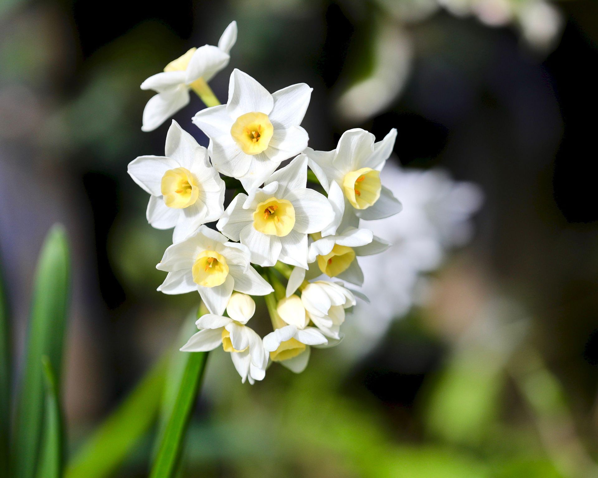 What to plant in January: 14 flowers to add to your garden | Gardeningetc