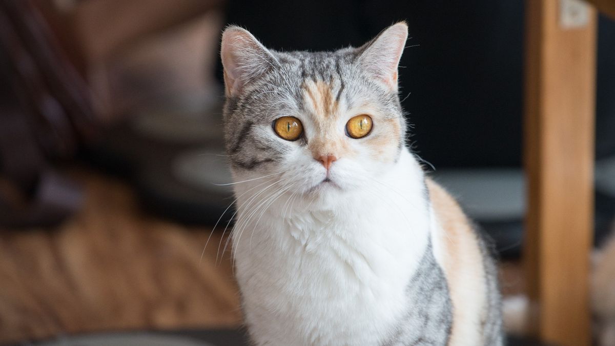 13 rare cat breeds you’ve probably not heard of | PetsRadar