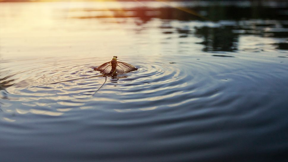 Which animal has the shortest life span? | Live Science