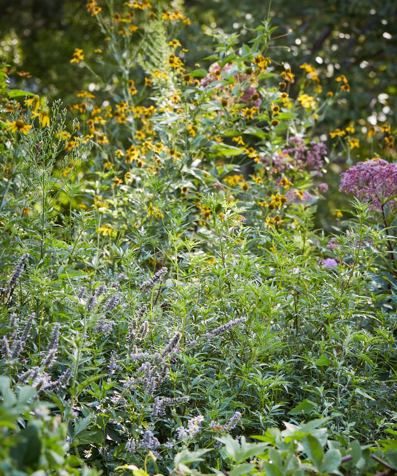 How to enclose a wild patch and transform your yard | Homes and Gardens
