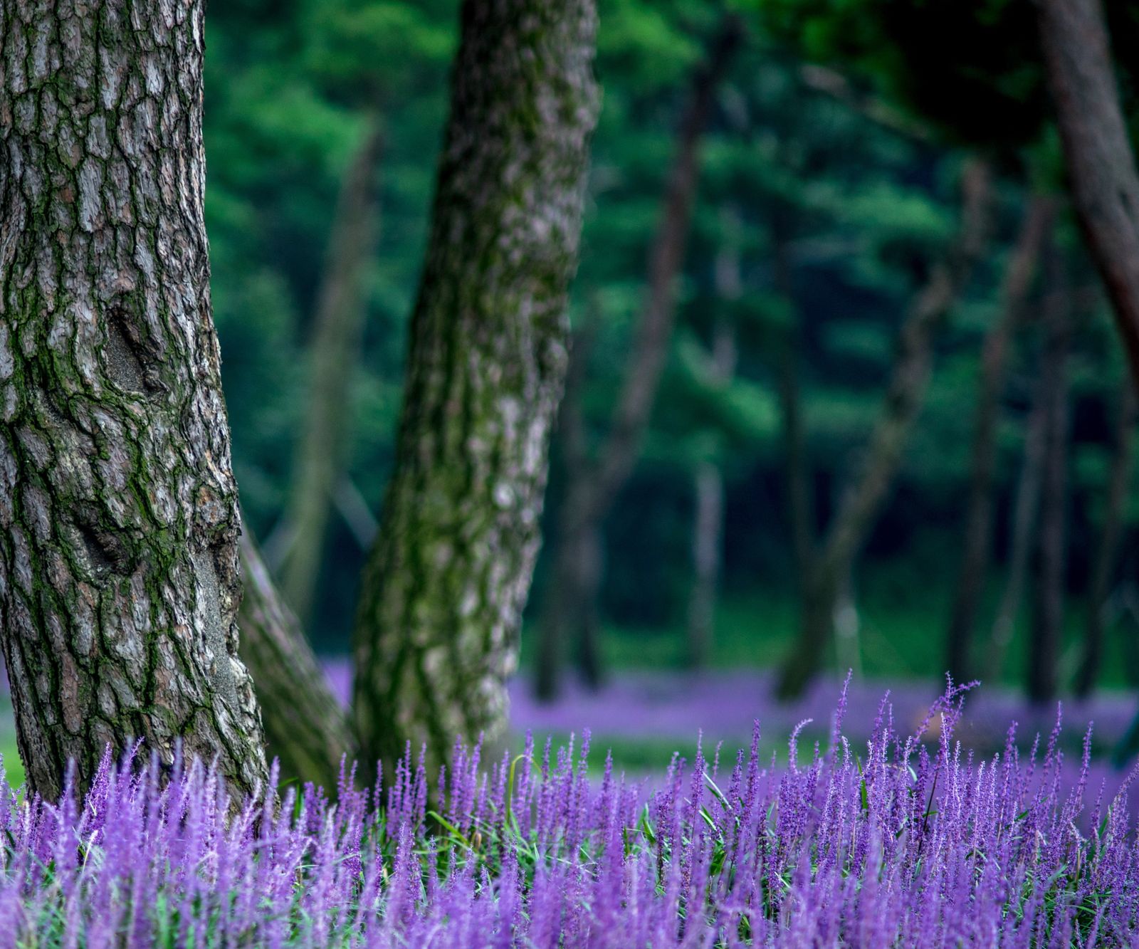 How to grow monkey grass: expert advice | Homes and Gardens