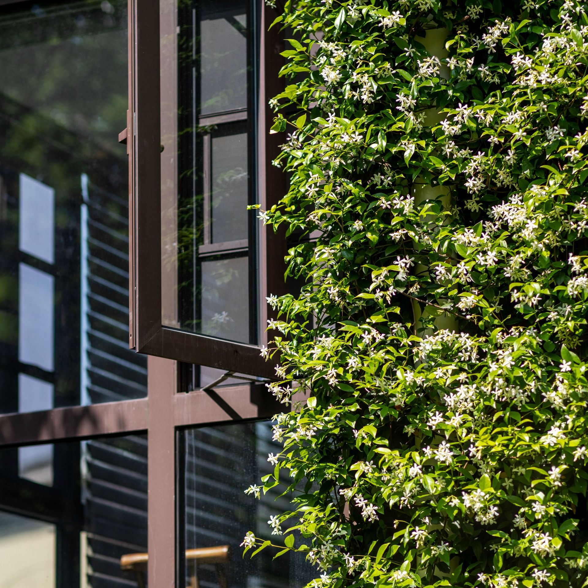 How to grow jasmine for a screen of beautiful, fragrant blooms | Ideal Home