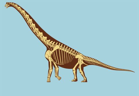 Brachiosaurus: Facts About the Giraffe-like Dinosaur | Live Science