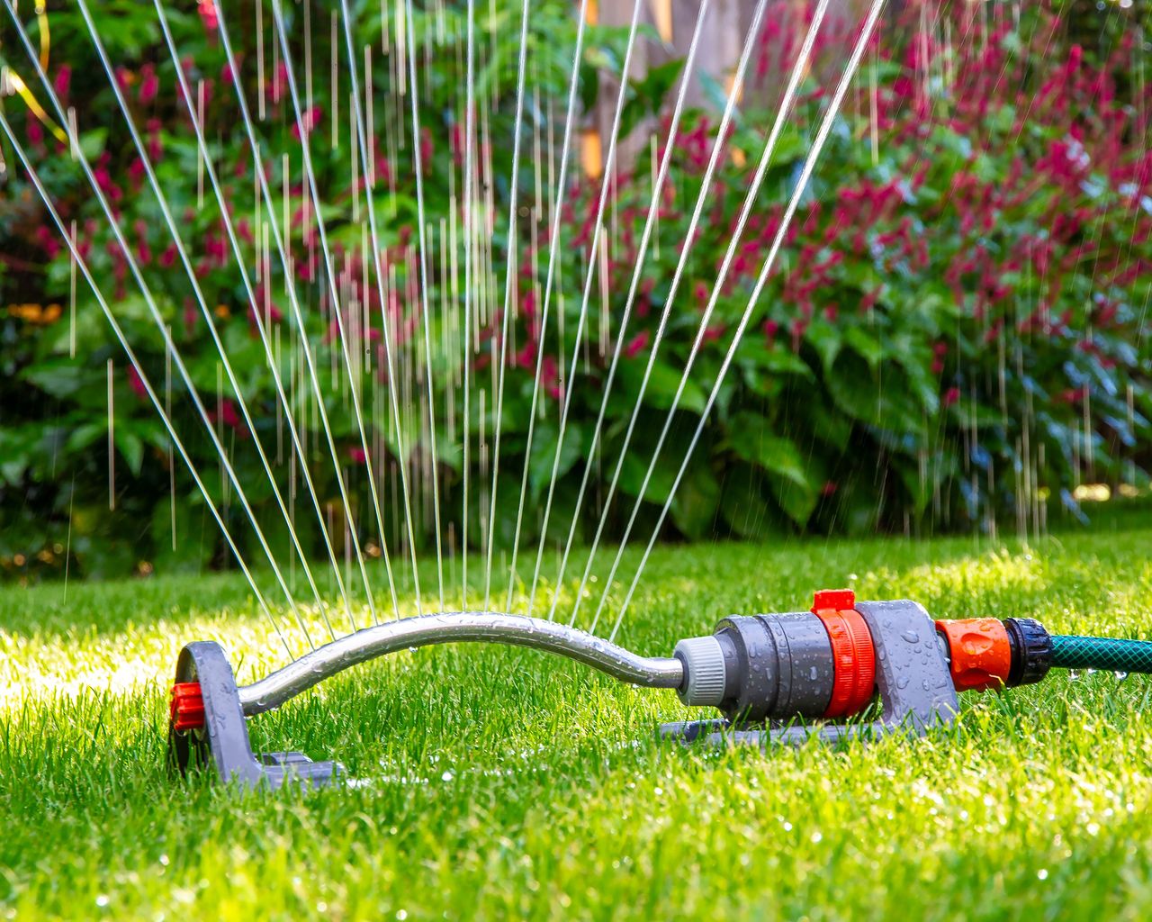 Heat-Stressed Lawn Care: 5 Tips To Help Grass Survive Summer ...