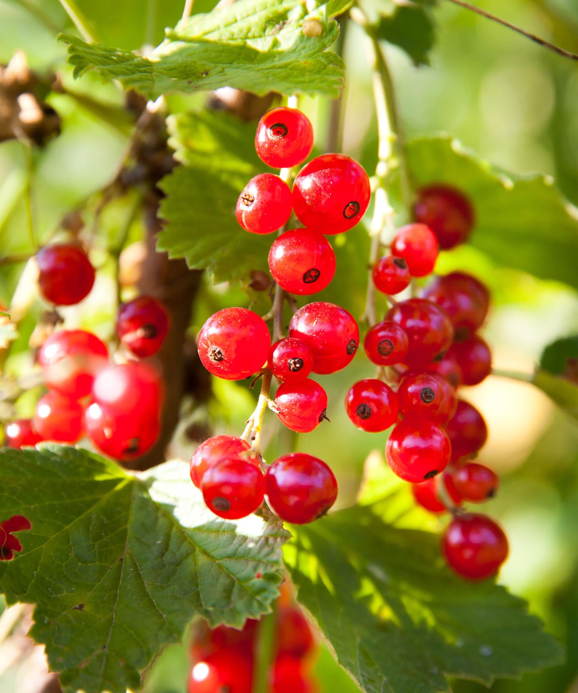 How to prune redcurrant bushes: tips from a kitchen gardener | Homes ...