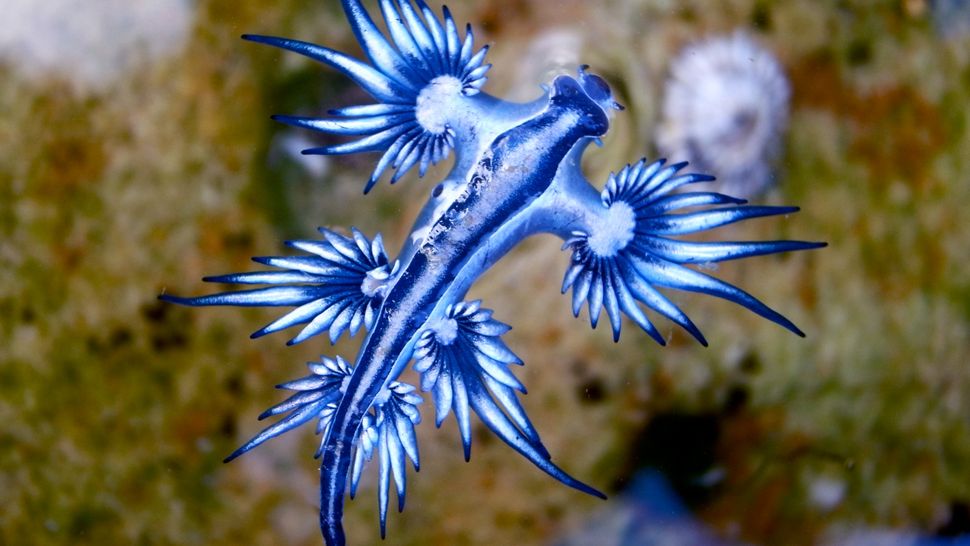 Blue dragon: The deadly sea slug that steals venom from its prey | Live ...