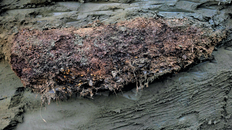 Nematode resurrected from Siberian permafrost lay dormant for 46,000 ...