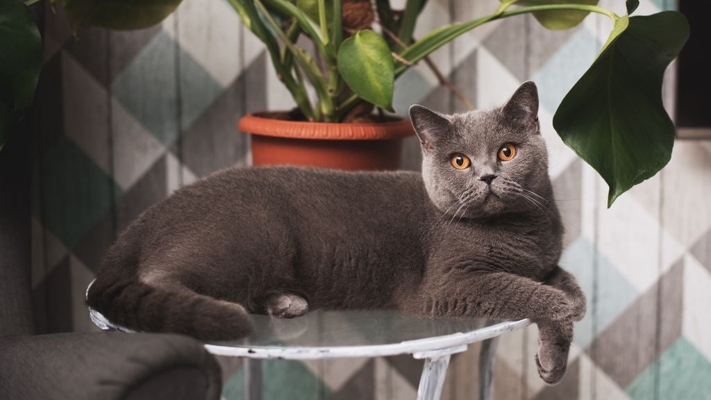 Seven gorgeous gray cat breeds that make wonderful companions | PetsRadar