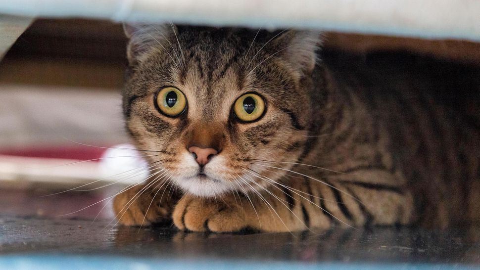 10 signs a cat is stressed and how you can help | PetsRadar