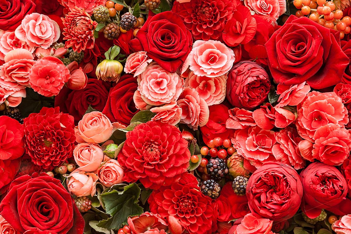 The Color of Blood: Here Are Nature's Reddest Reds (Photos) | Live Science