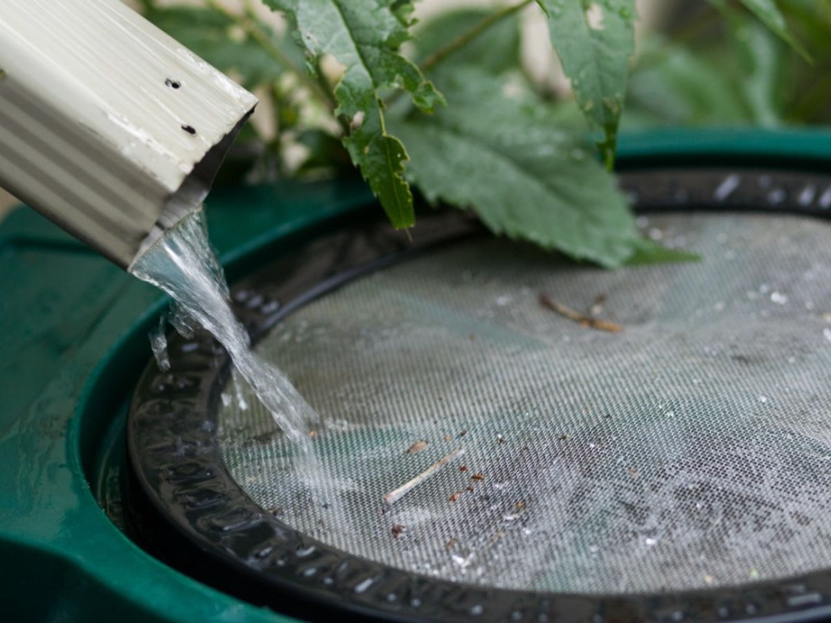 What Is Rainscaping: Learn About Rainscaping Plants And Ideas ...