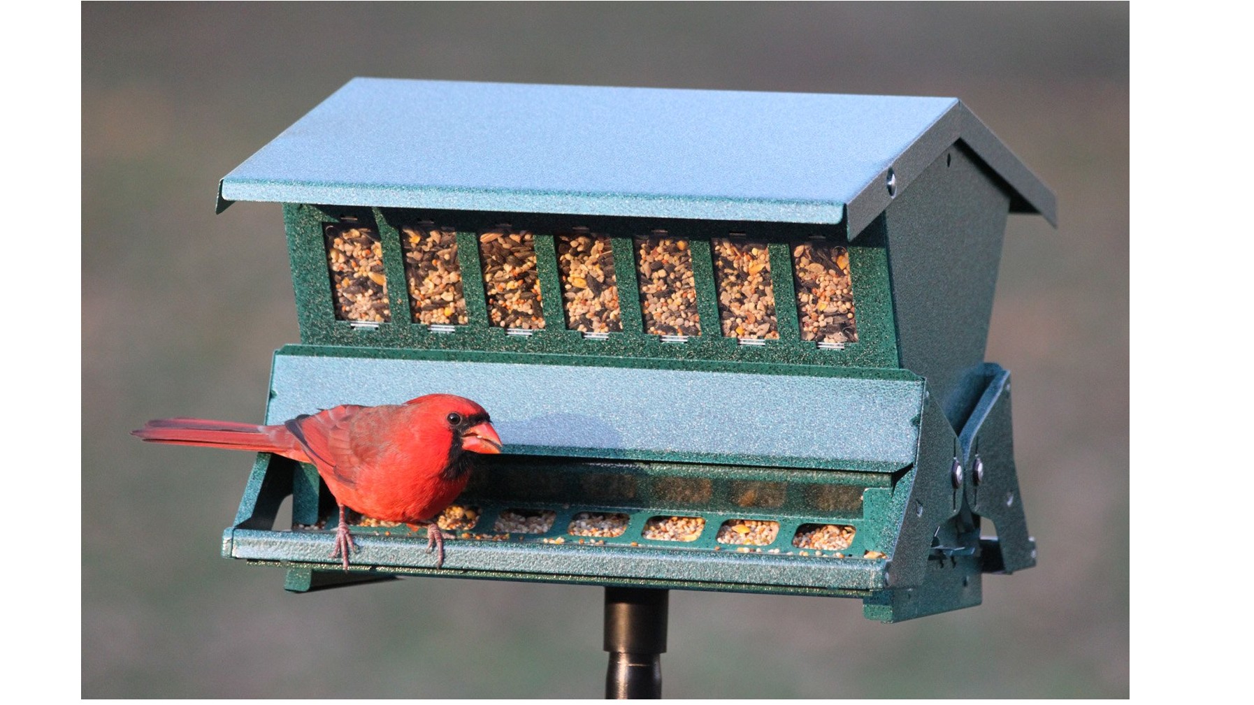 Best squirrel proof bird feeders: Keep your birds' food safe | PetsRadar