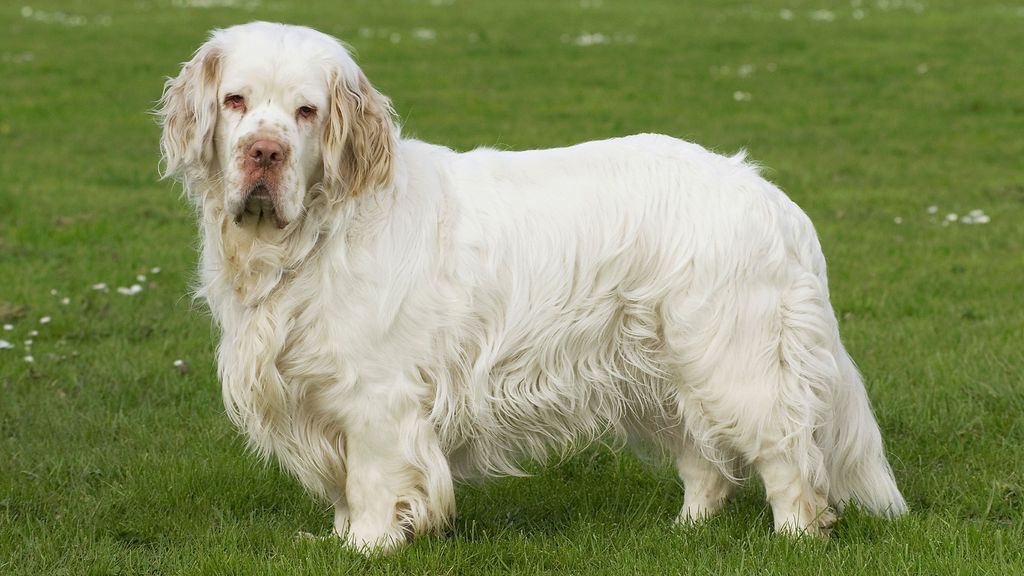 15 charming spaniel breeds | PetsRadar