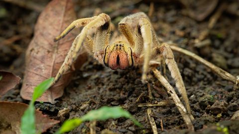 Brazilian wandering spiders: Bites & other facts | Live Science
