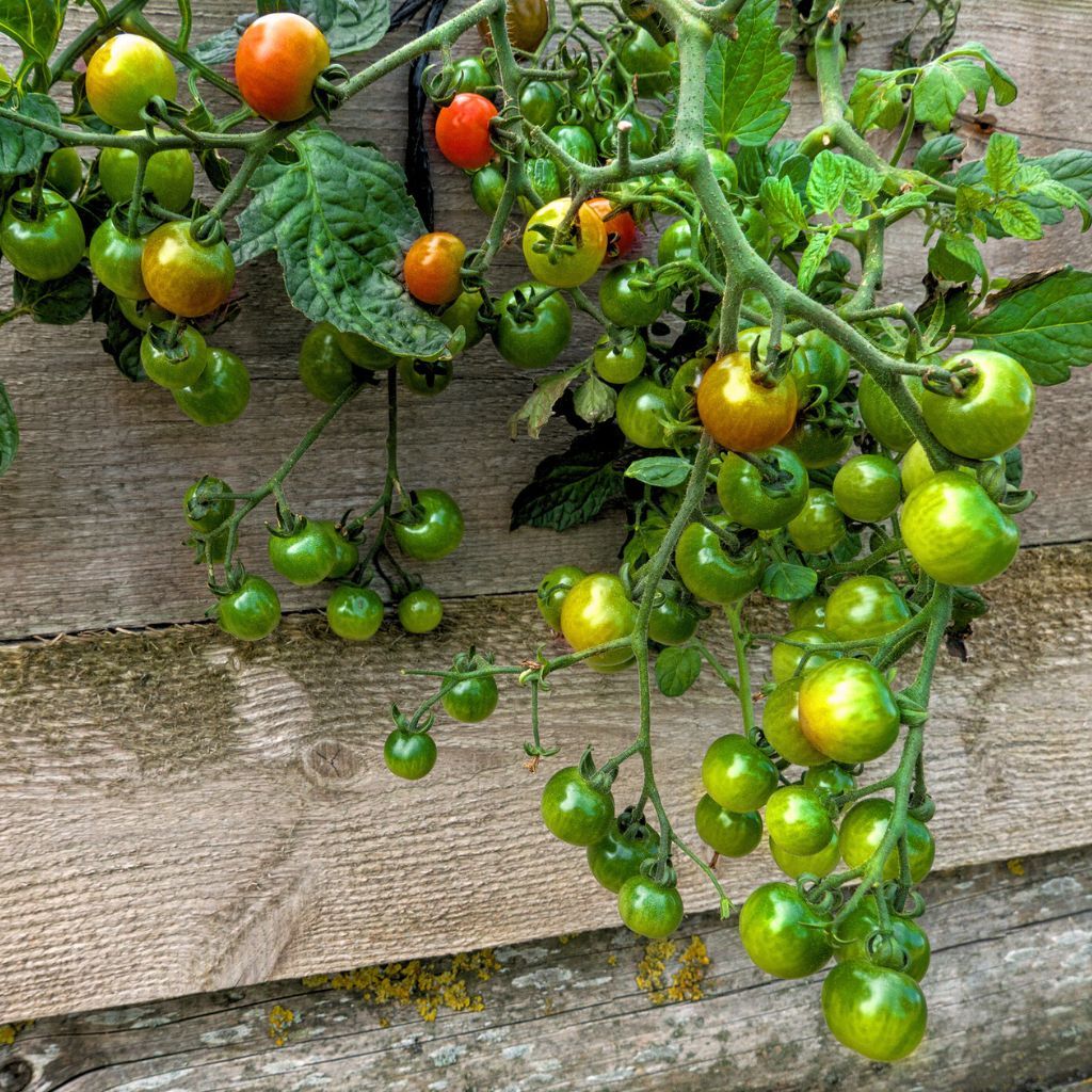 Upside Down Tomatoes: How To Grow Tomatoes Upside Down | Gardening Know How