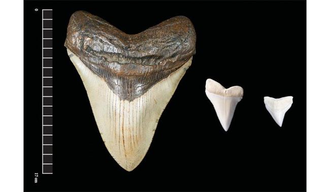 Giant Megalodon Shark Teeth May Have Inspired Mayan Monster Myths ...