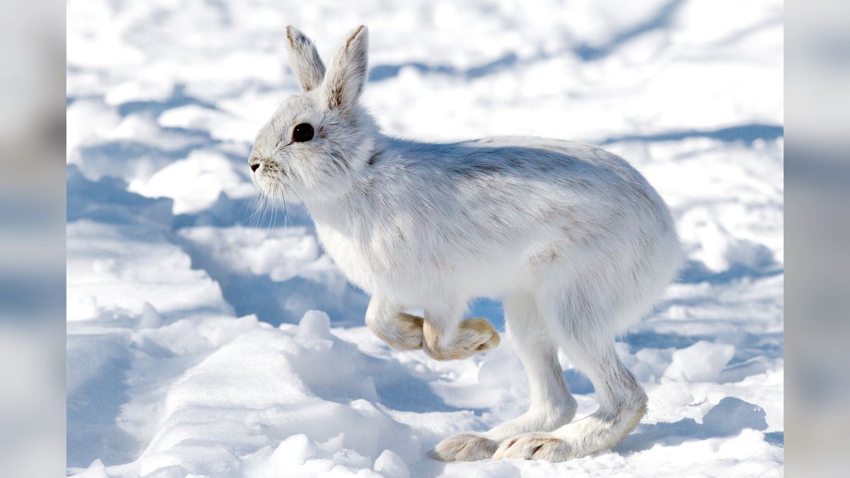 6 animals that change color in the winter | Live Science