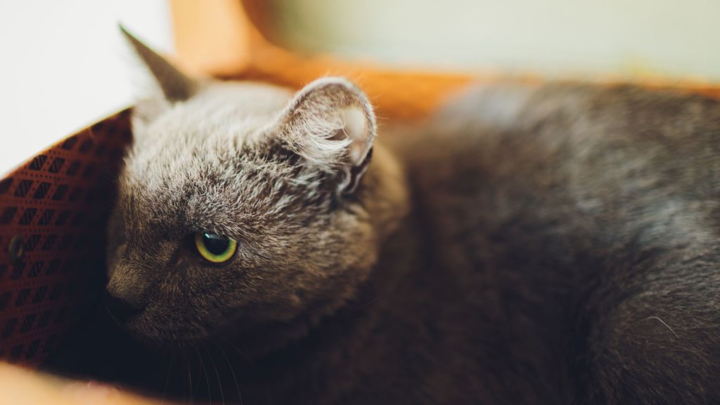 Signs of pain in cats: How do you know if your cat is in pain? | PetsRadar
