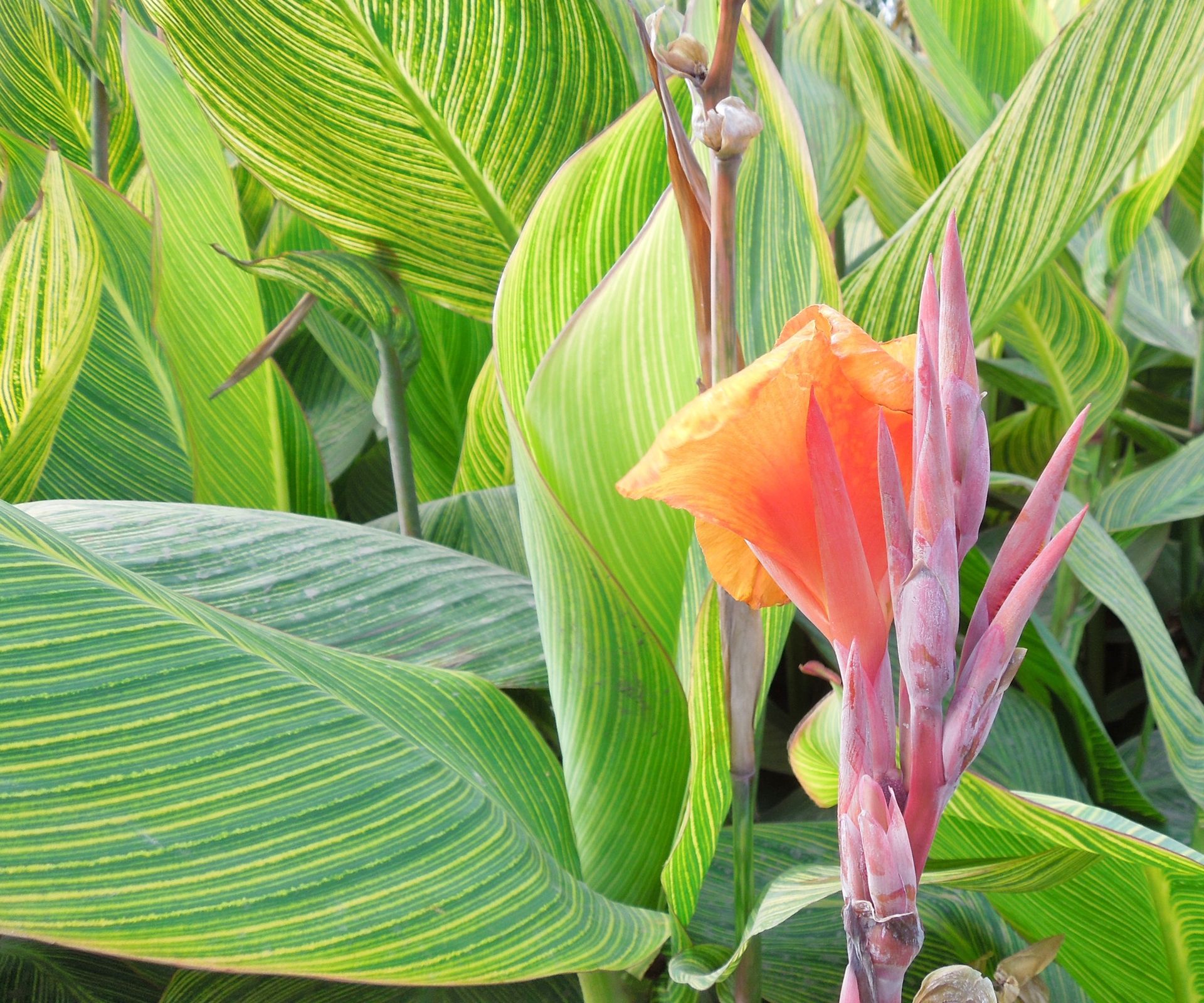 How to grow canna lilies: experts share their tips | Homes and Gardens