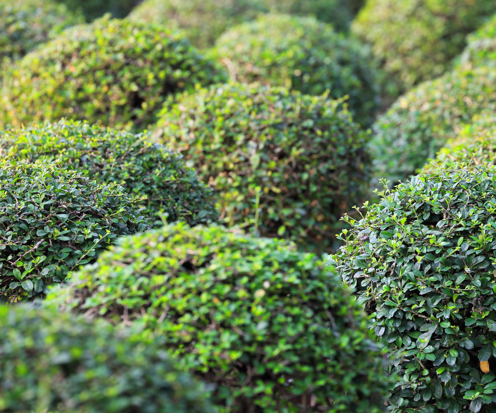 What is cloud pruning? | Homes and Gardens