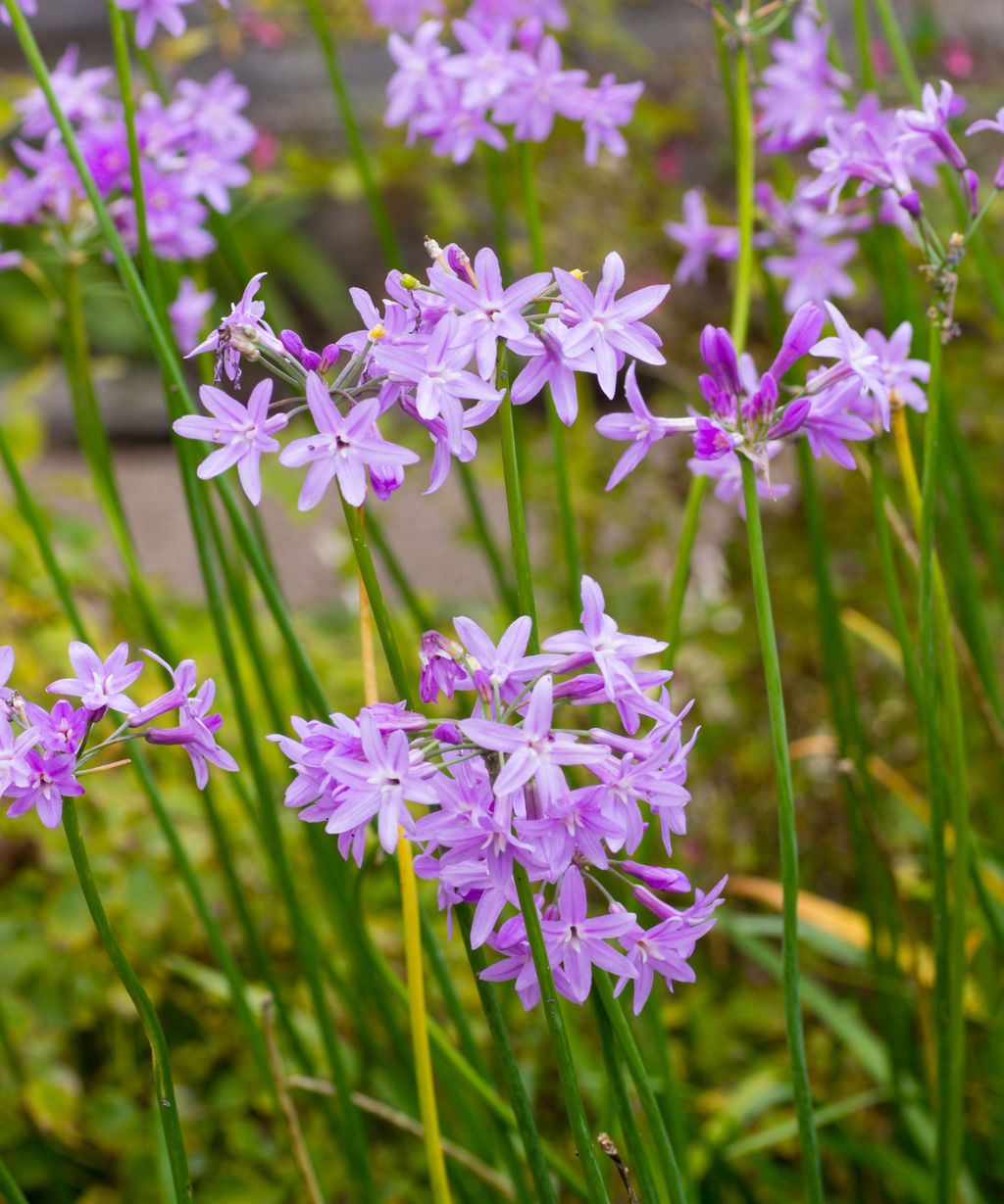 Chives care and growing guide: tips for this perennial herb | Gardeningetc