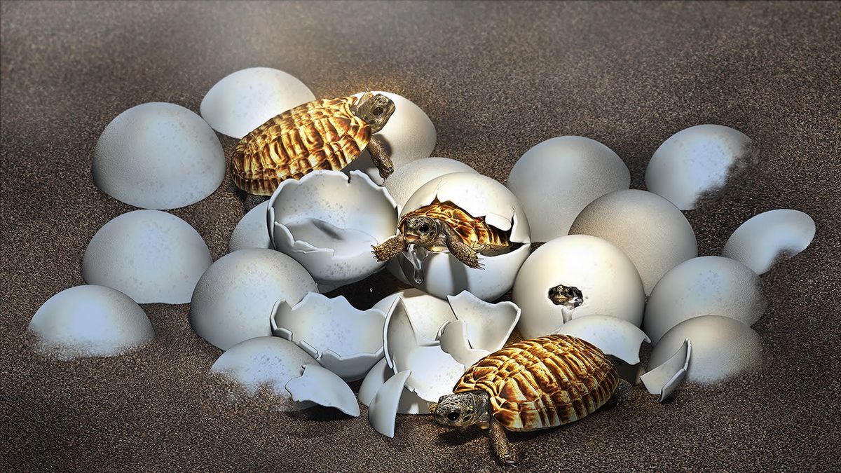 Rare embryo from dinosaur age was laid by human-size turtle | Live Science