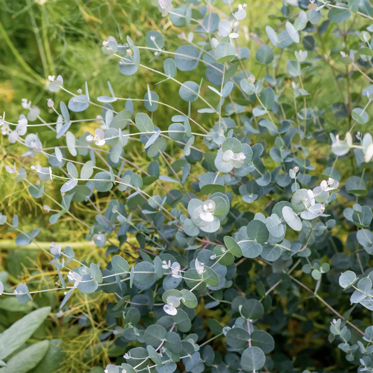 Eucalyptus care and growing guide | Homes and Gardens