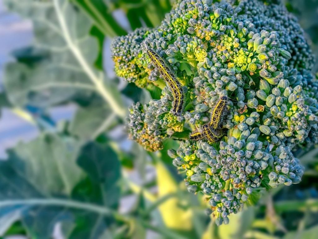 Treating Broccoli Issues - Dealing With Common Broccoli Pests And ...