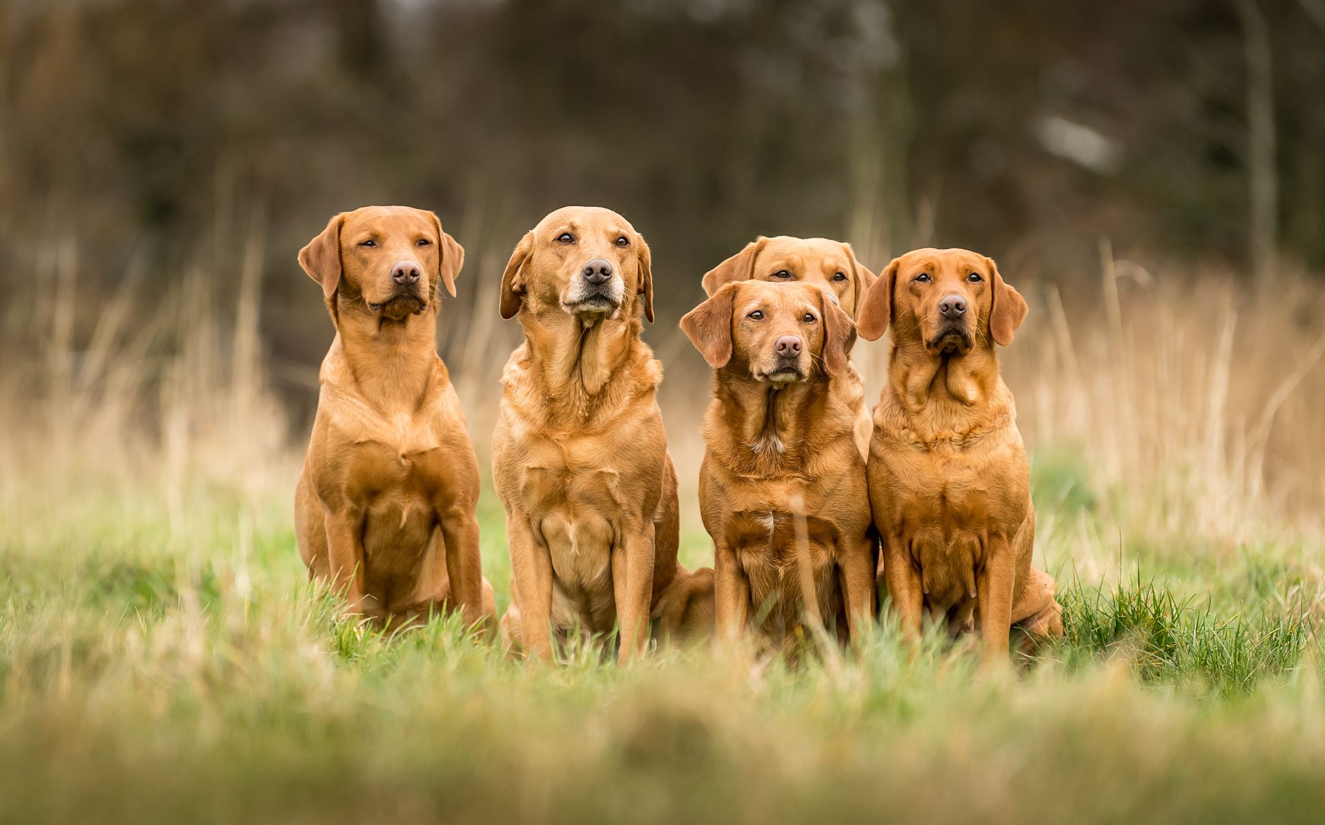 The dogs we lost: 10 extinct British dog breeds | Country Life